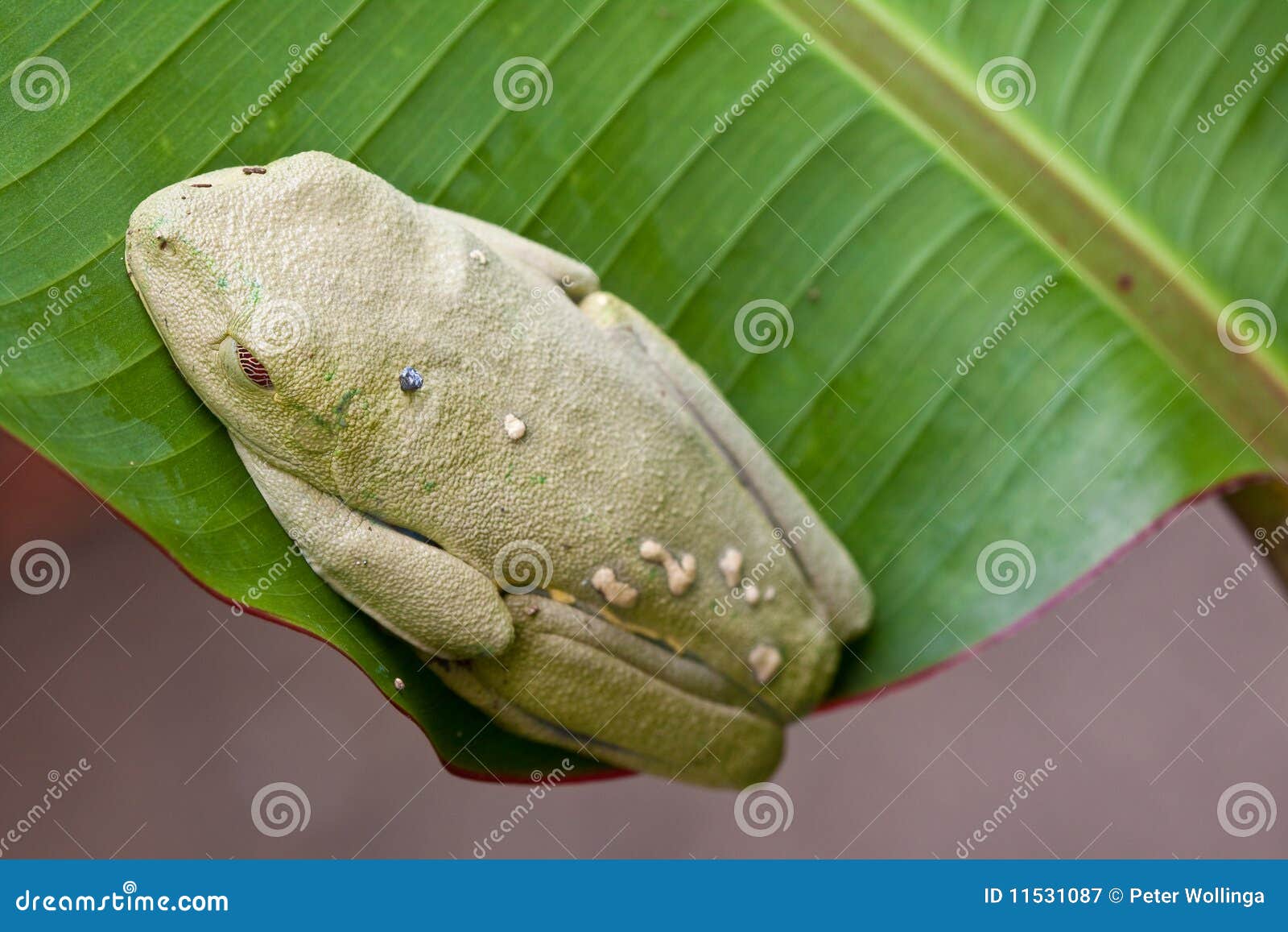 Red-eyed Tree Frog on a Leaf Stock Image - Image of eyed, leaf: 11531087