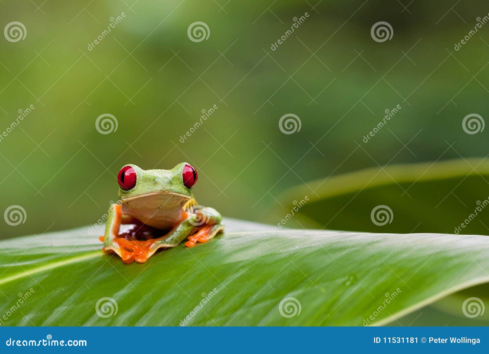 Red-eyed tree frog on leaf stock image. Image of frog - 11531181