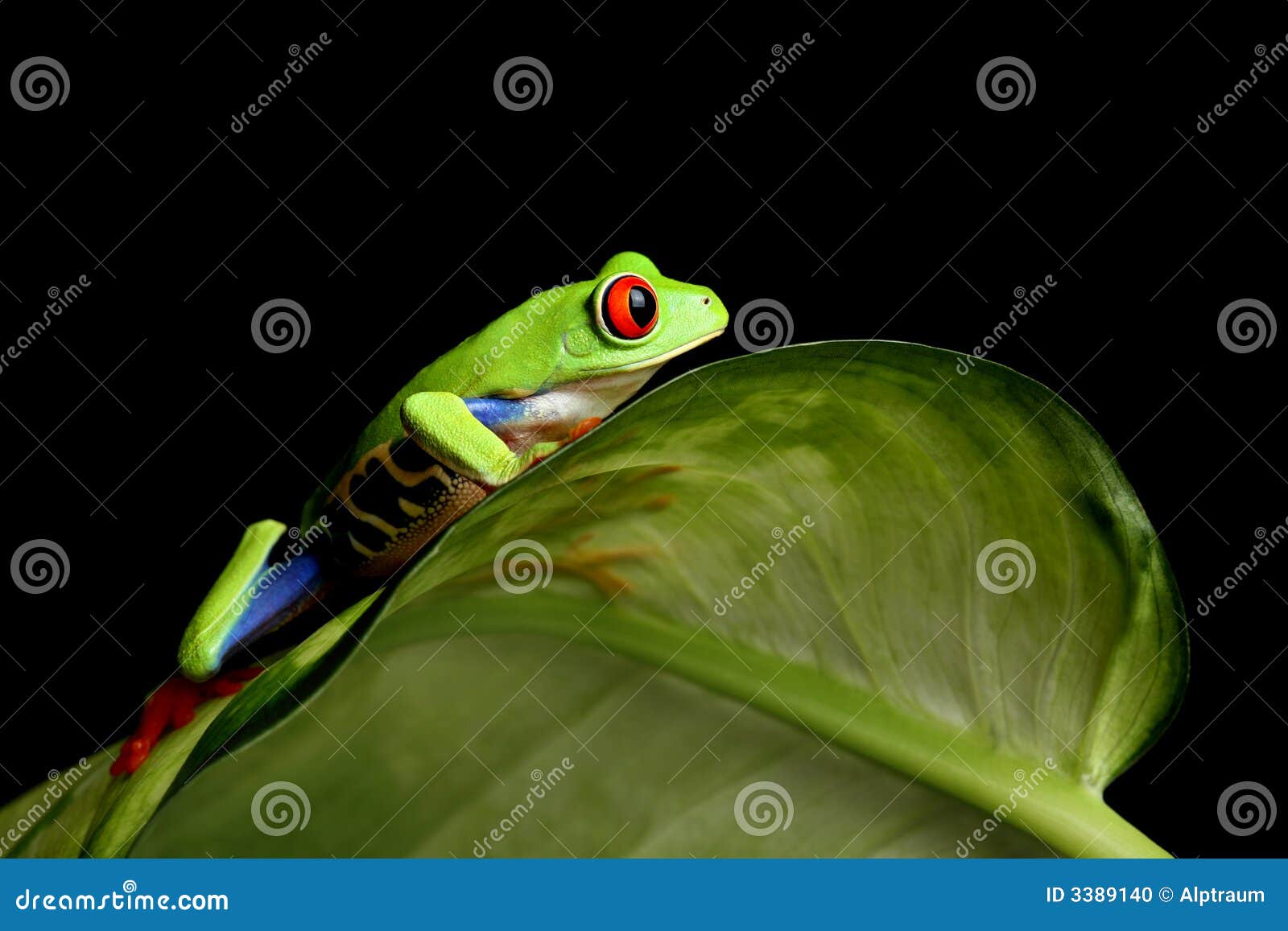 Red-eyed tree frog on leaf stock photo. Image of callidryas - 3389140