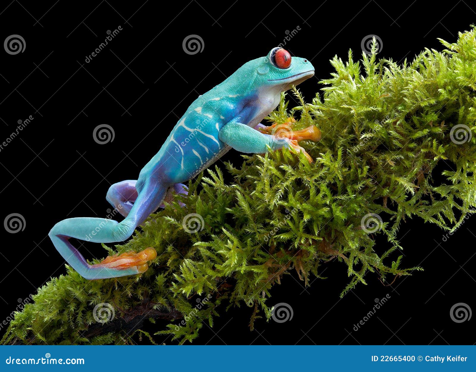 Red-eyed Tree Frog on Mossy Branch Stock Photo - Image of moss, nature ...