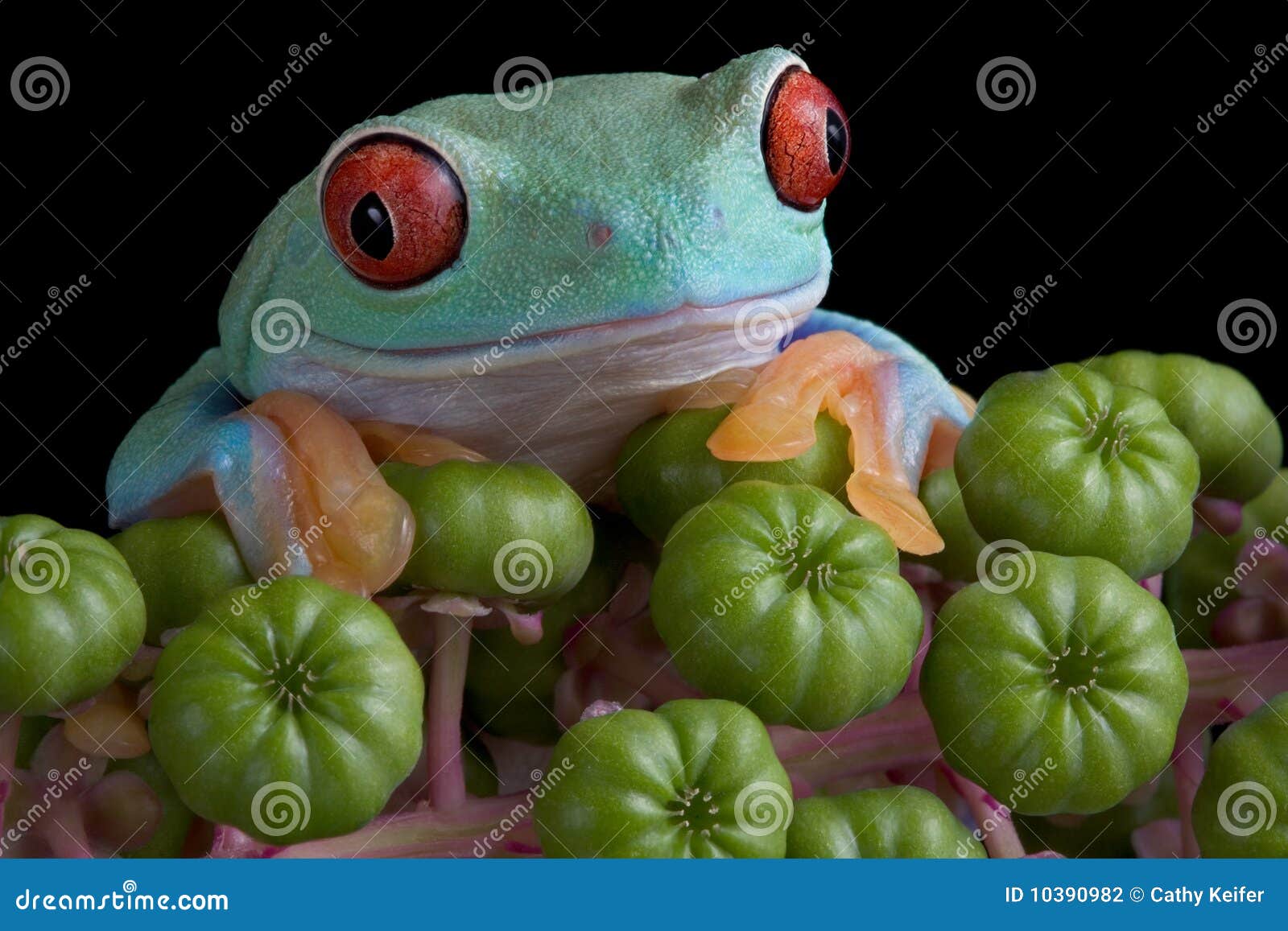 Red-eyed Tree Frog on Poke Weed Stock Photo - Image of webfoot ...
