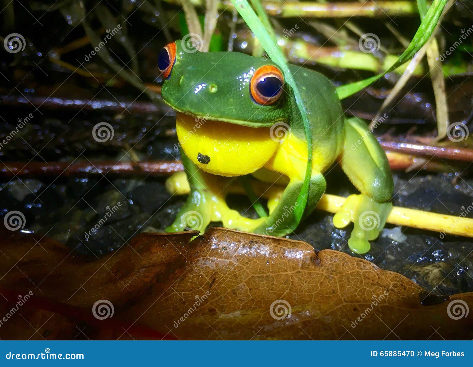 Red Eyed Tree Frog in a Rainforest Stock Photo - Image of tree, green ...