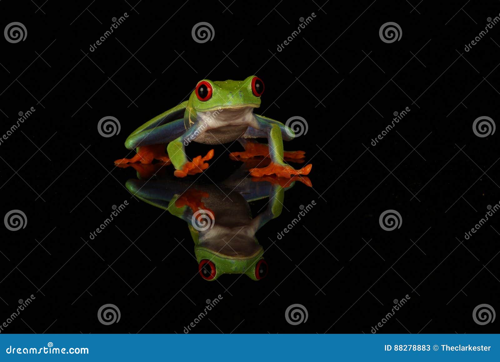 Red Eyed Tree Frog Reaching Out Stock Image - Image of bulging, frog ...