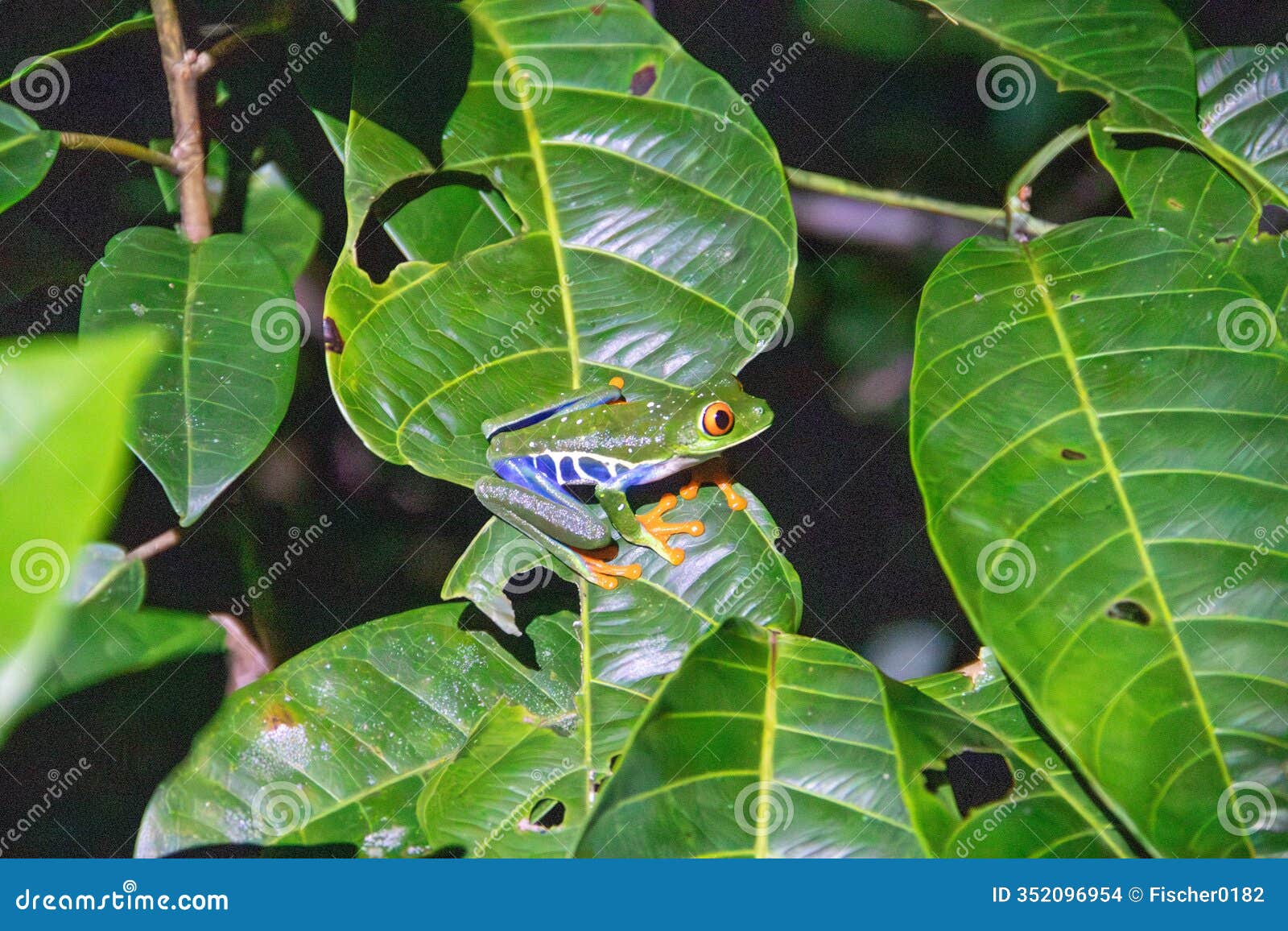 A Red-eyed Tree Frog in Rio Celeste, Costa Rica Stock Photo - Image of ...