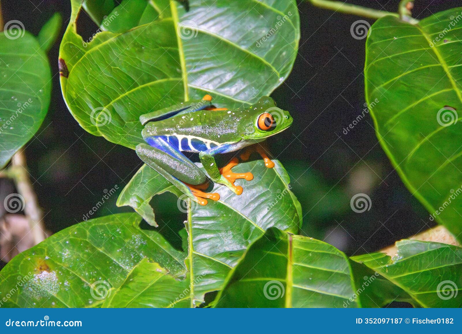A Red-eyed Tree Frog in Rio Celeste, Costa Rica Stock Image - Image of ...