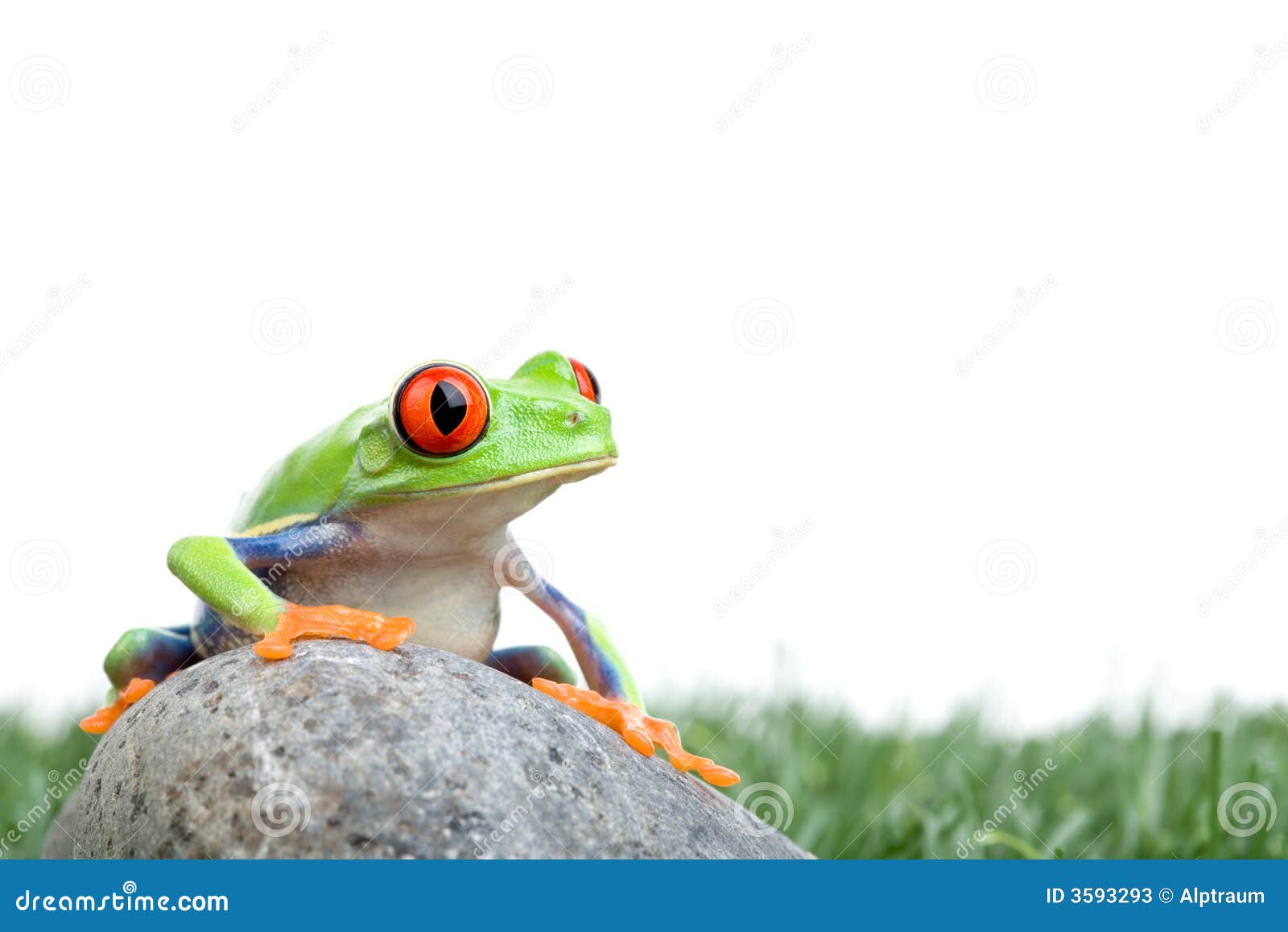 Red-eyed tree frog on rock stock image. Image of eyed - 3593293