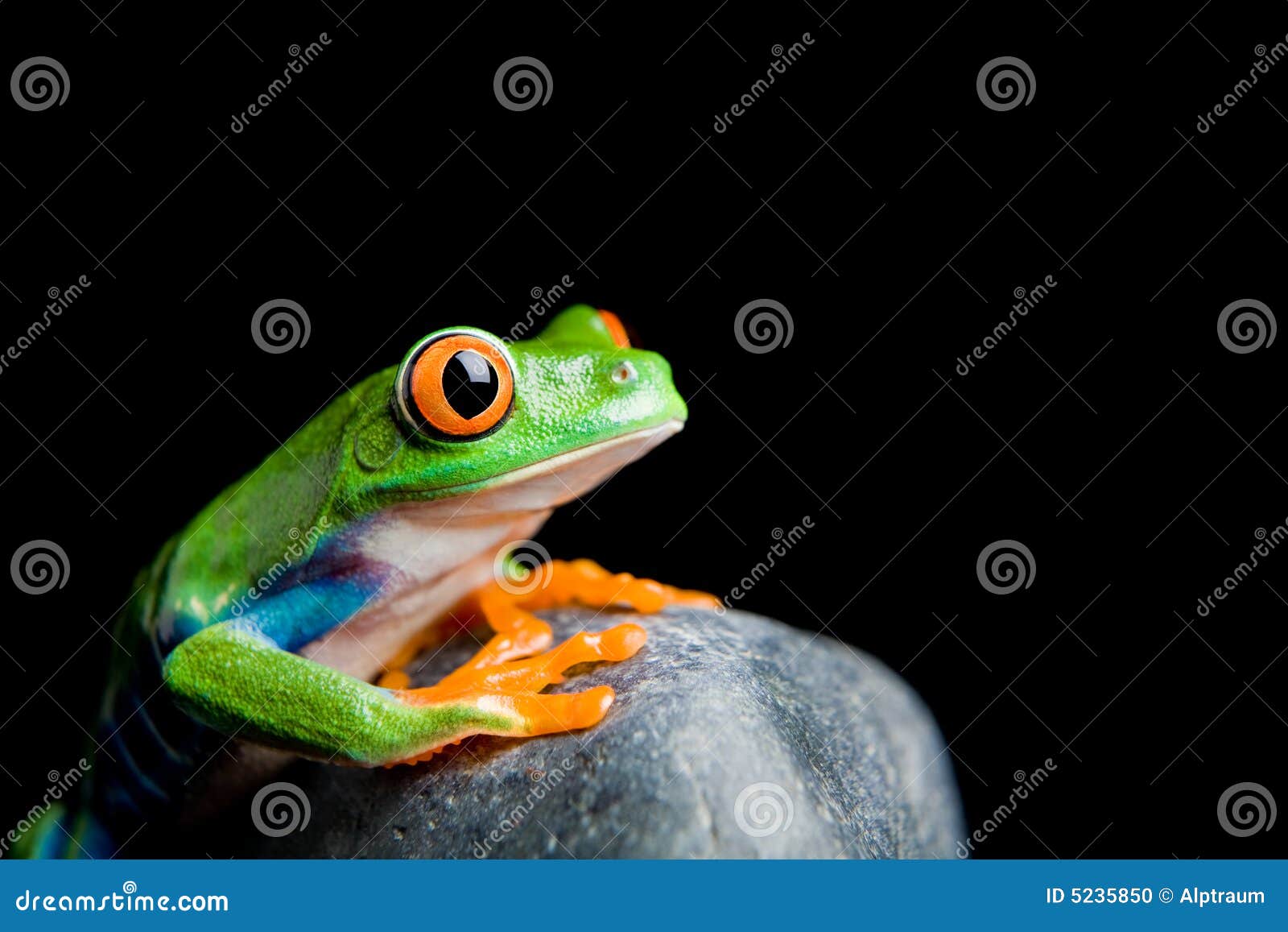 Red-eyed Tree Frog on a Rock Isolated Stock Photo - Image of vibrant ...