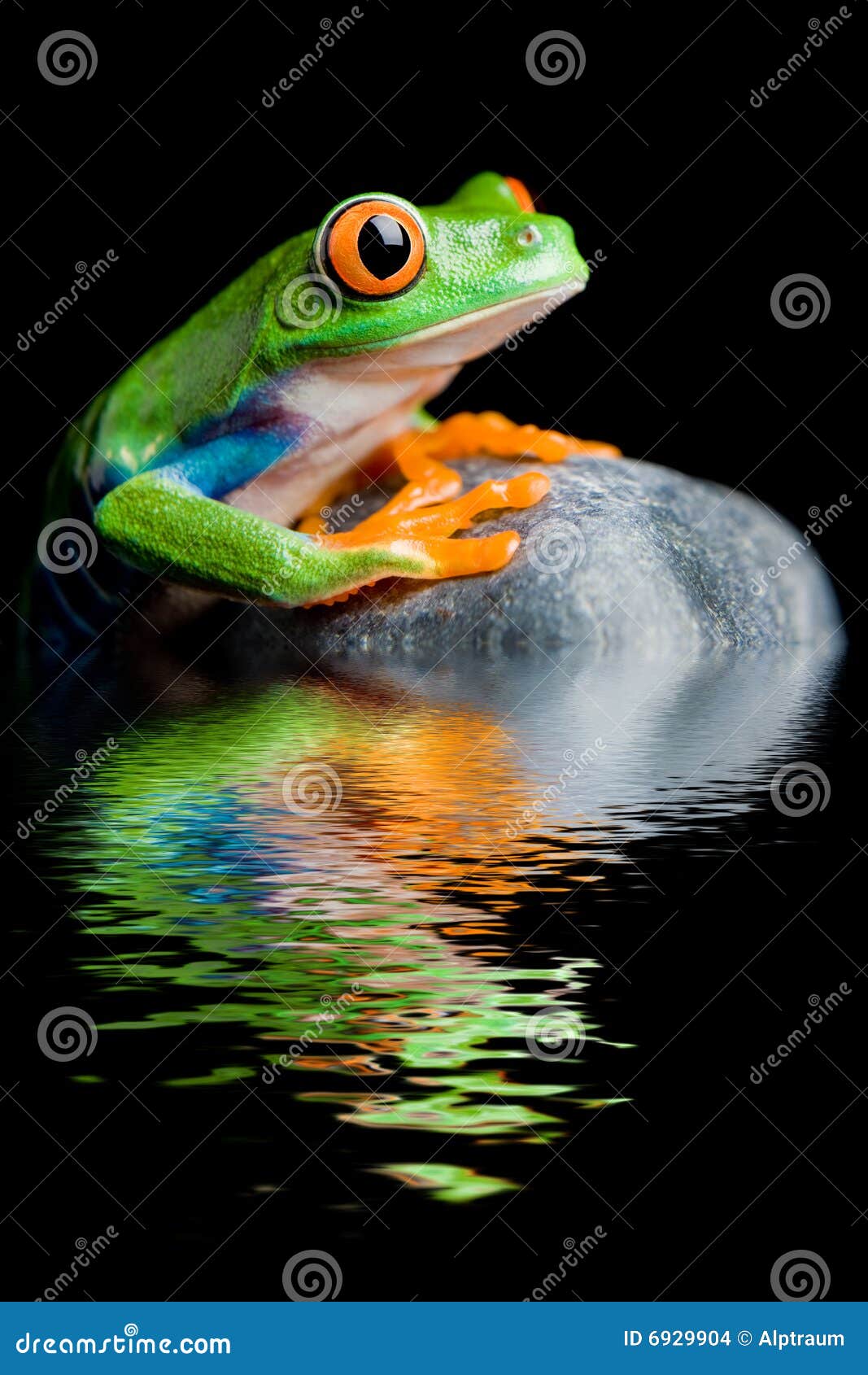 Red-eyed Tree Frog on a Rock Isolated Stock Photo - Image of ripples ...