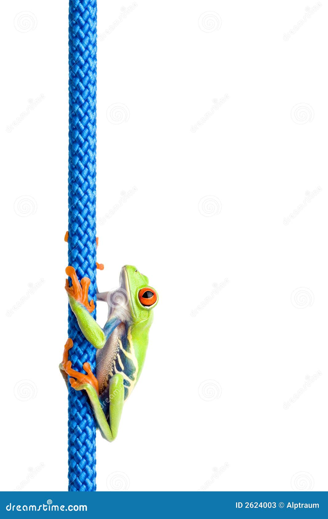 Red-eyed tree frog on rope stock image. Image of conservation - 2624003
