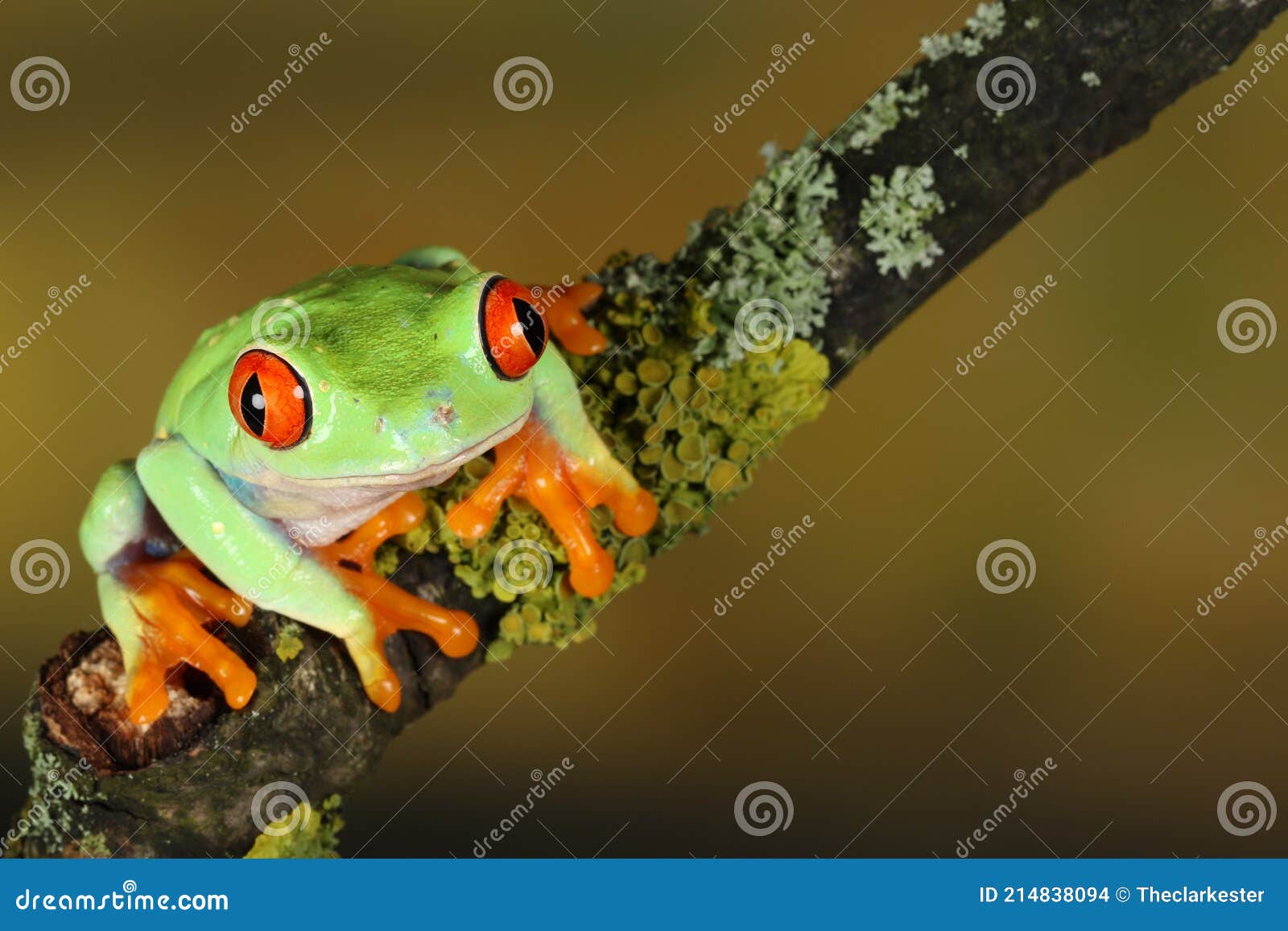 Red Eyed Tree Frog - Studio Captured Image Stock Photo - Image of crazy ...