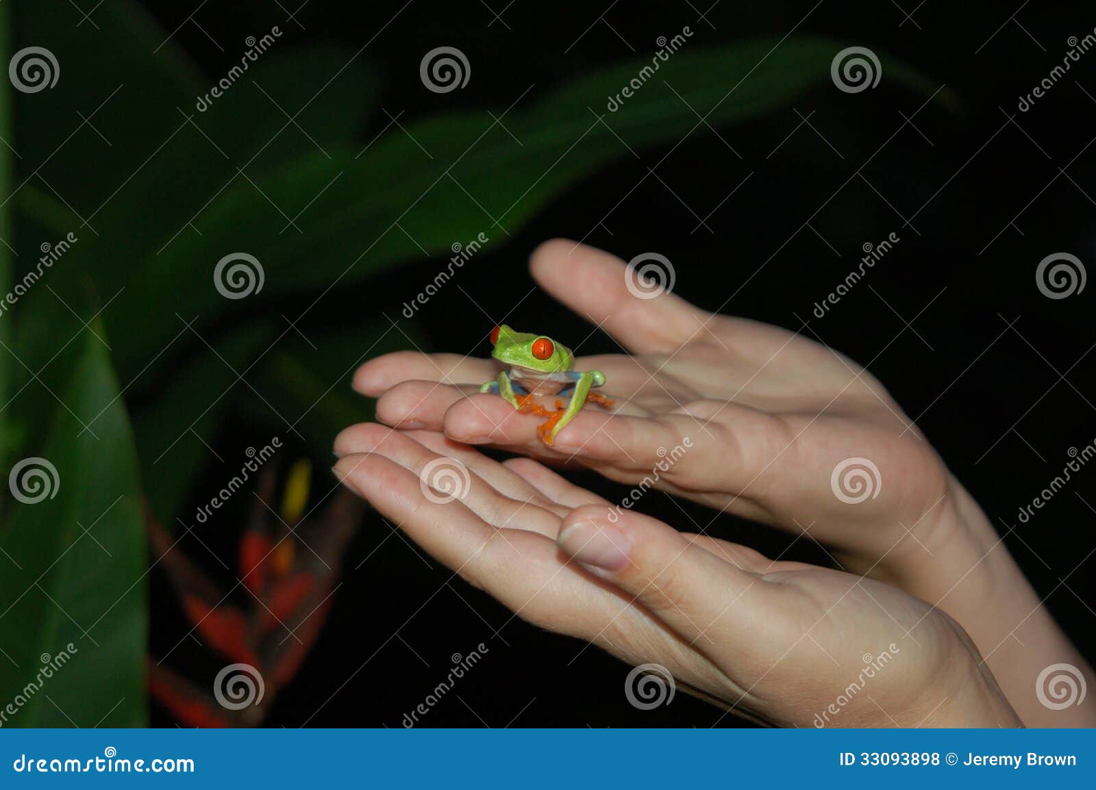 Red-eyed tree frog stock photo. Image of agalychnis, redeyed - 33093898