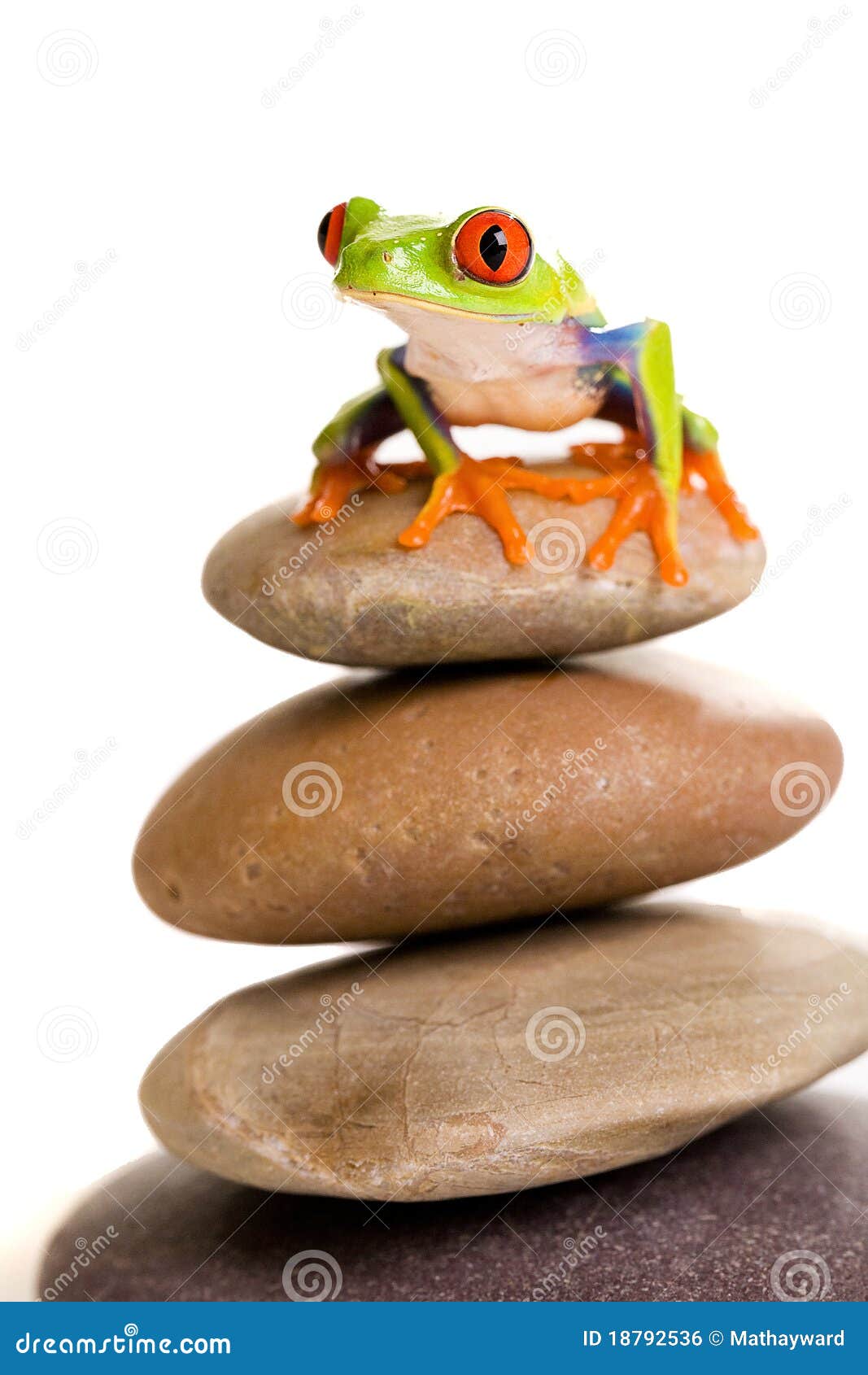 Red Eyed Tree Frog on a Stack of Rocks Stock Photo - Image of jungle ...