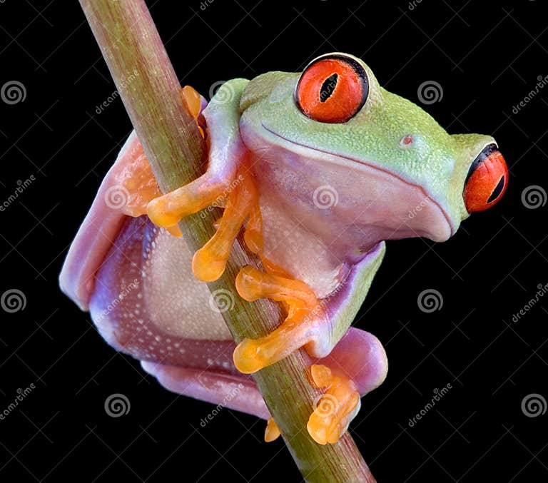 Red-eyed tree frog on stem stock image. Image of wildlife - 6045131