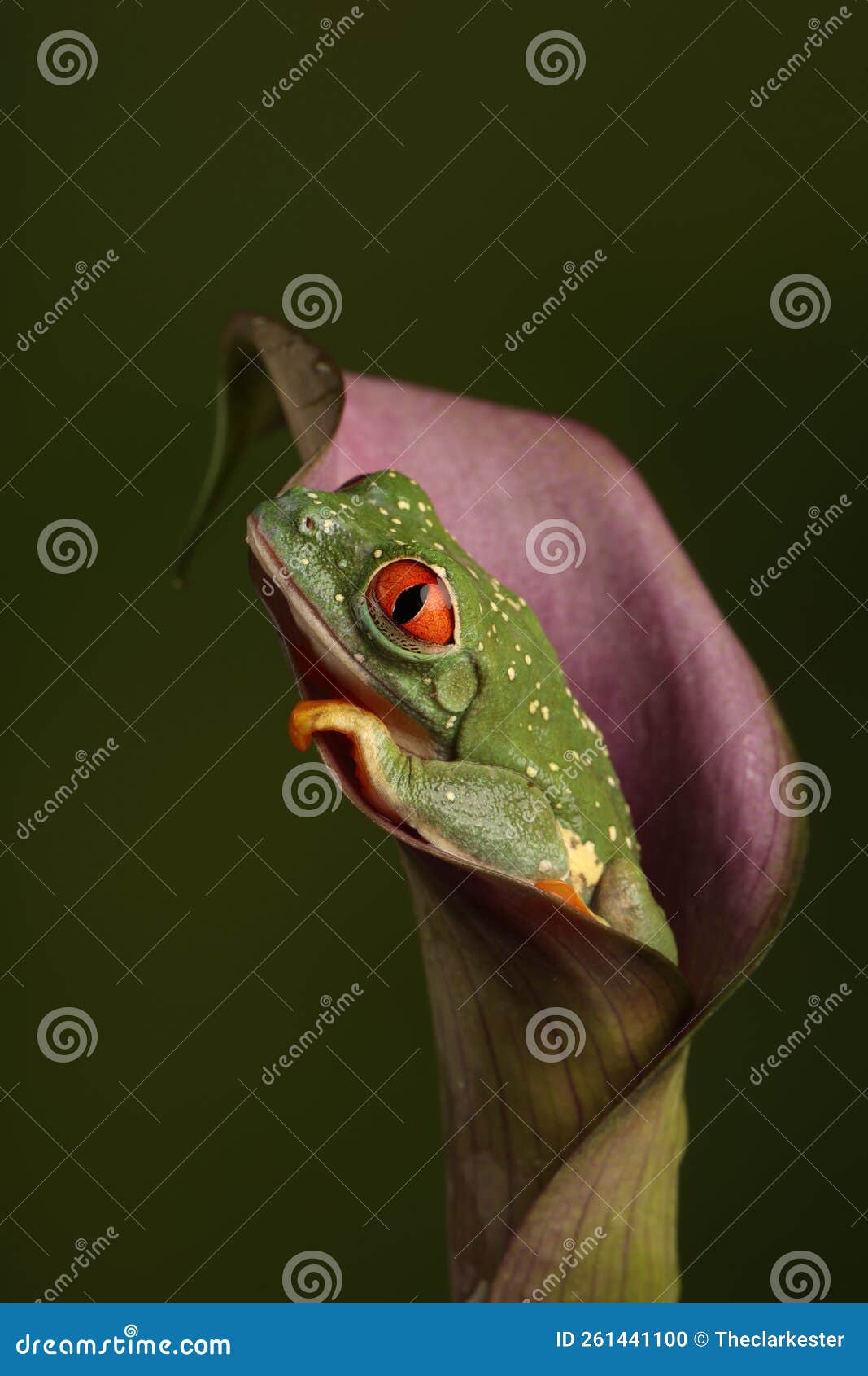 Red Eyed Tree Frog - Studio Captured Image Stock Photo - Image of ...