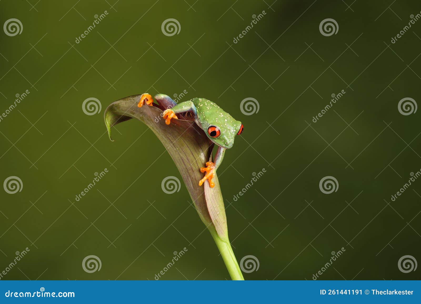 Red Eyed Tree Frog - Studio Captured Image Stock Image - Image of ...