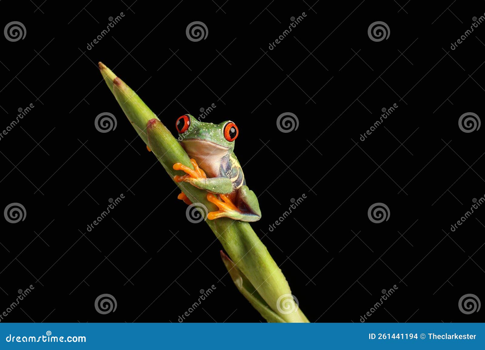 Red Eyed Tree Frog - Studio Captured Image Stock Photo - Image of ...