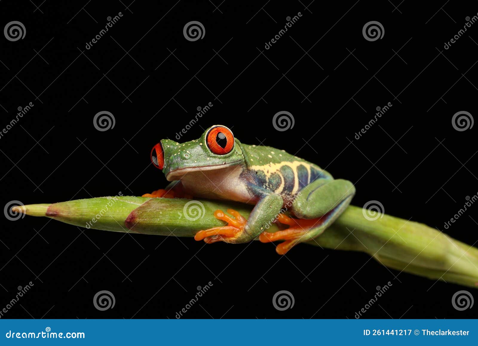 Red Eyed Tree Frog - Studio Captured Image Stock Image - Image of ...