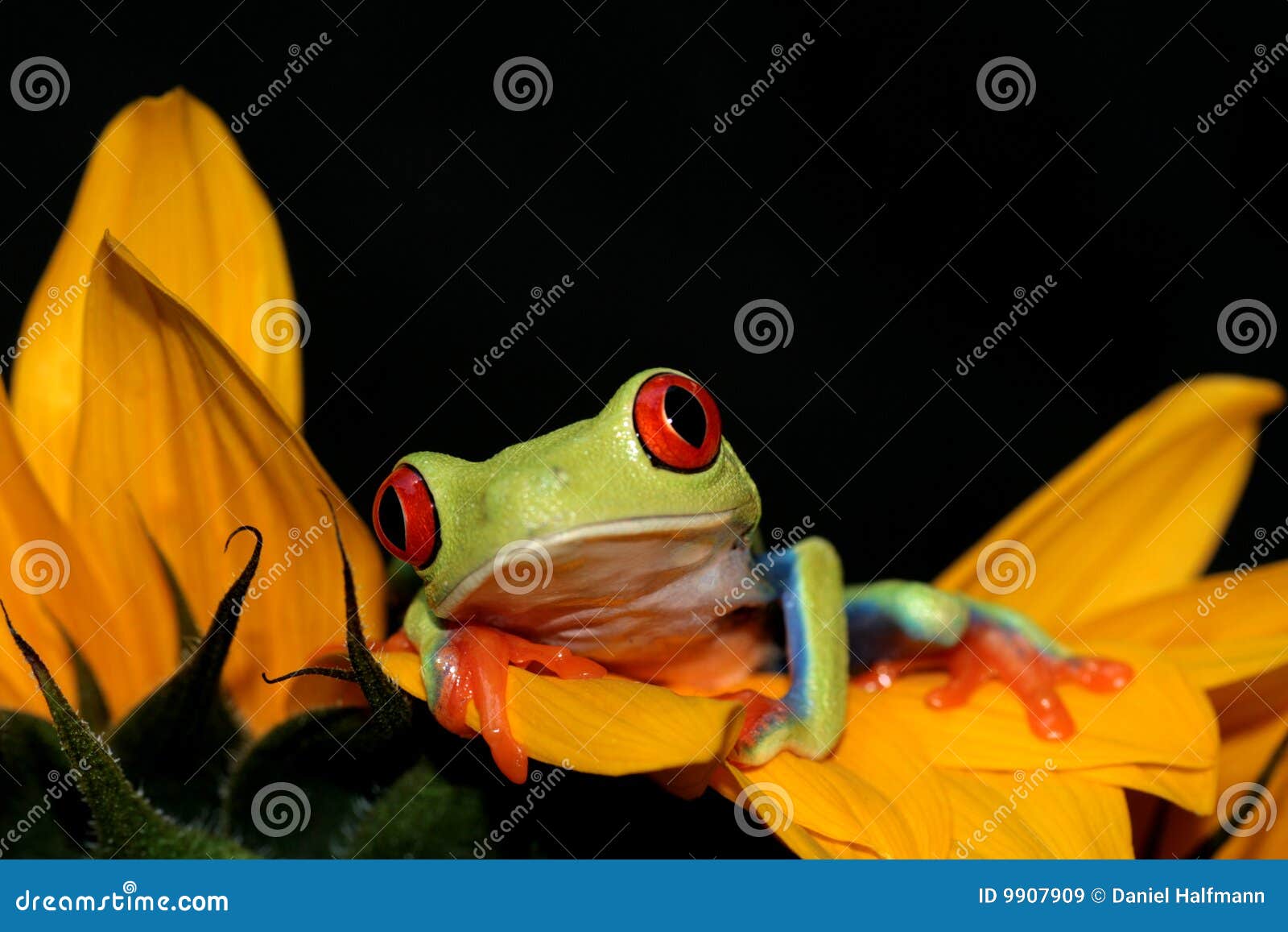 Red Eyed Tree Frog and Sunflower Stock Image - Image of staring, jungle ...