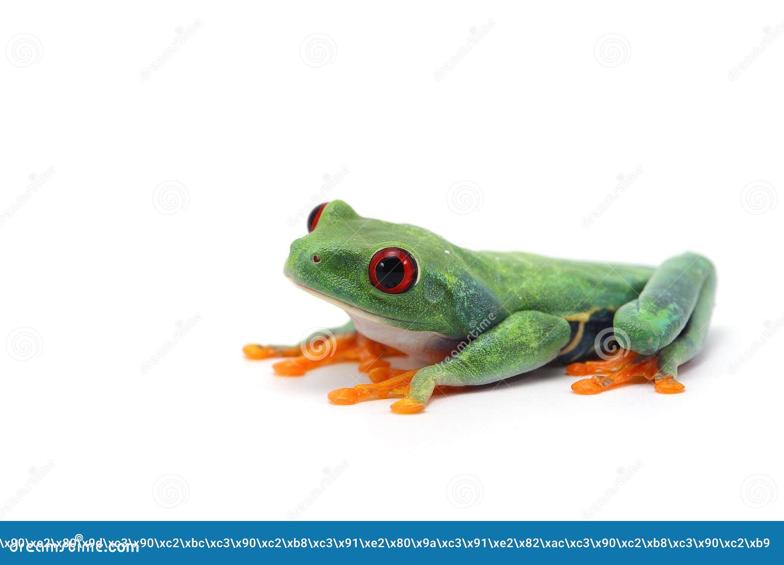 Red Eyed Tree Frog on White Background Stock Photo - Image of south ...