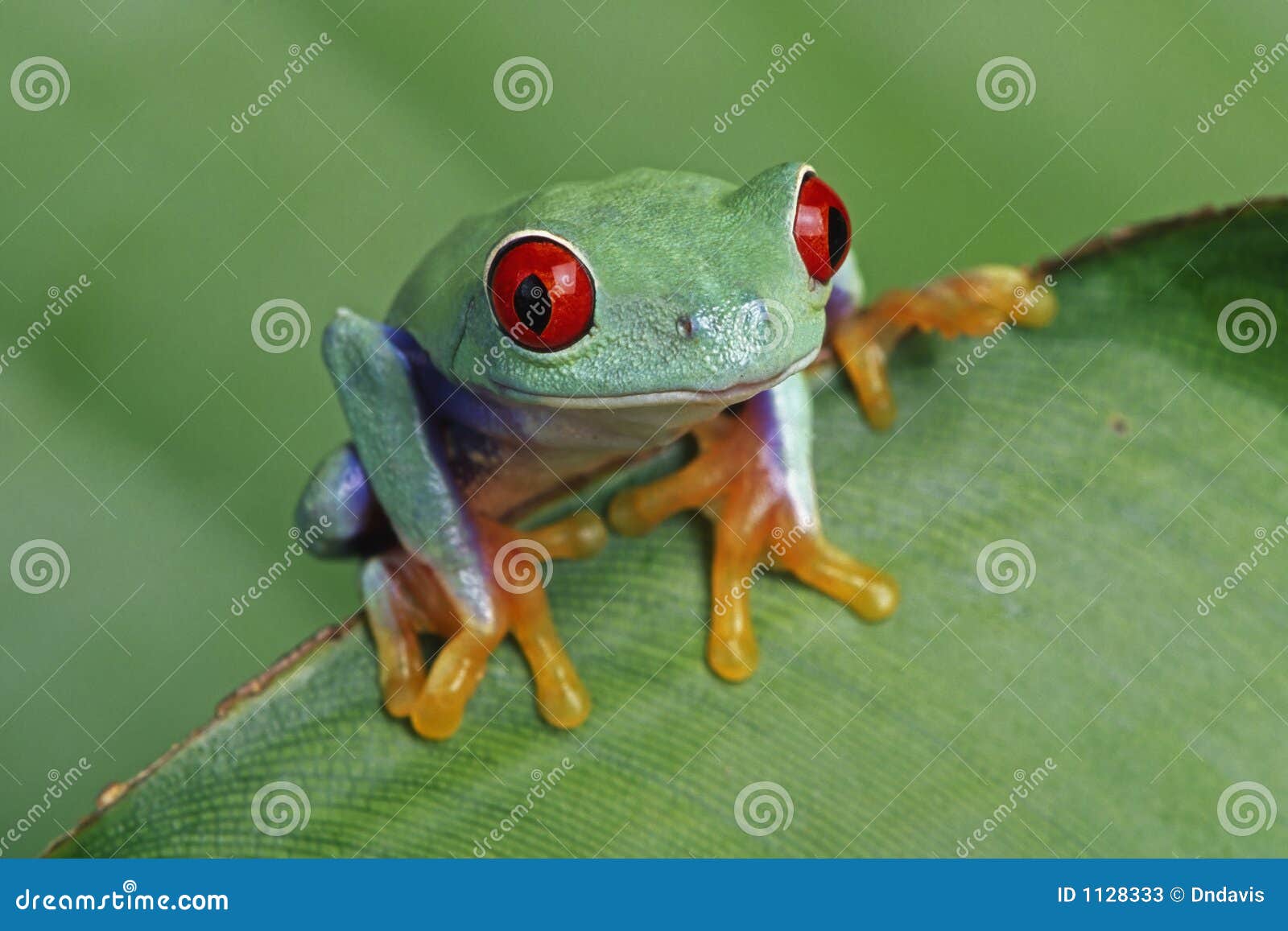 Red-eyed Treefrog stock image. Image of frogs, frog, tree - 1128333