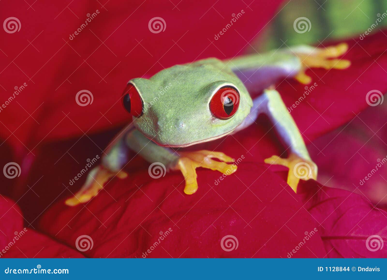 Red-eyed Treefrog stock photo. Image of tree, callidryas - 1128844