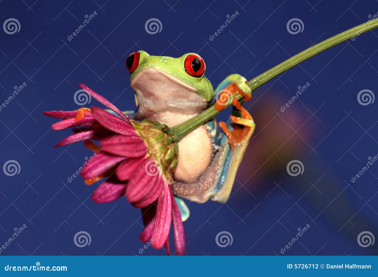 Red-eyed Treefrog on Flower Stock Photo - Image of magenta, resting ...