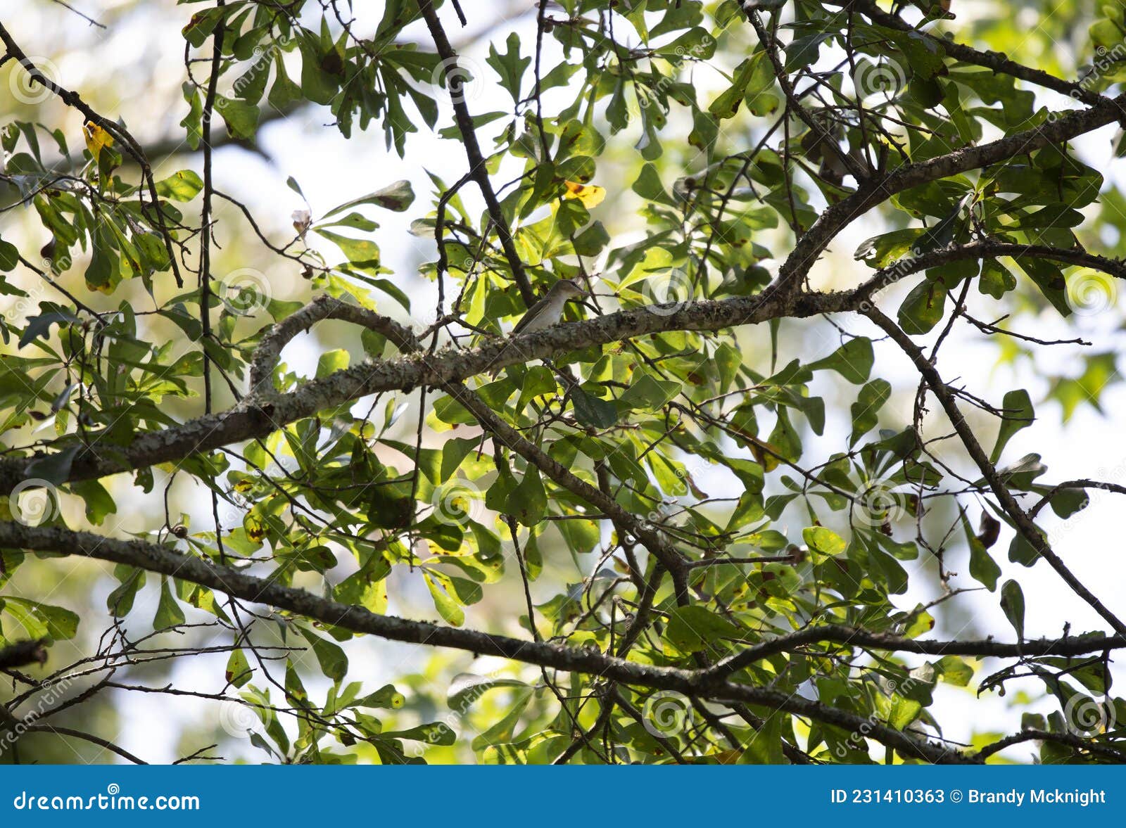 Red-Eyed Vireo on a Tree Limb Stock Image - Image of olive, grey: 231410363
