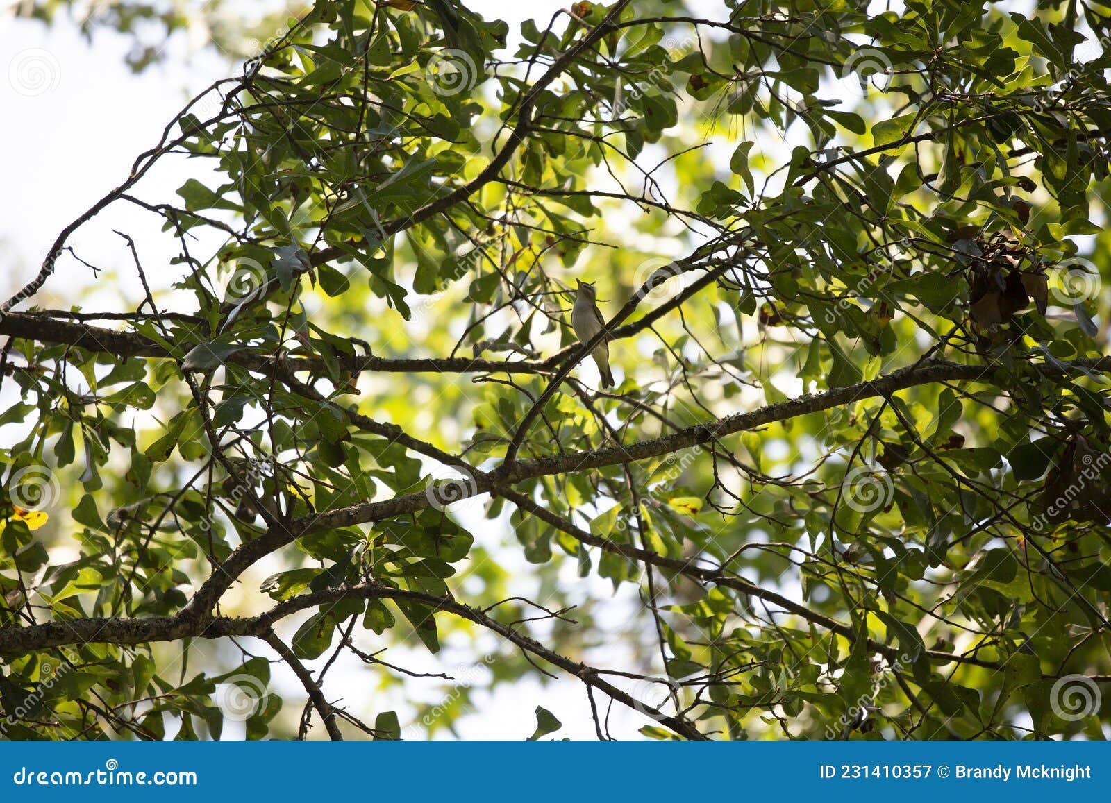 Red-Eyed Vireo on a Tree Limb Stock Image - Image of feathers, outdoors ...