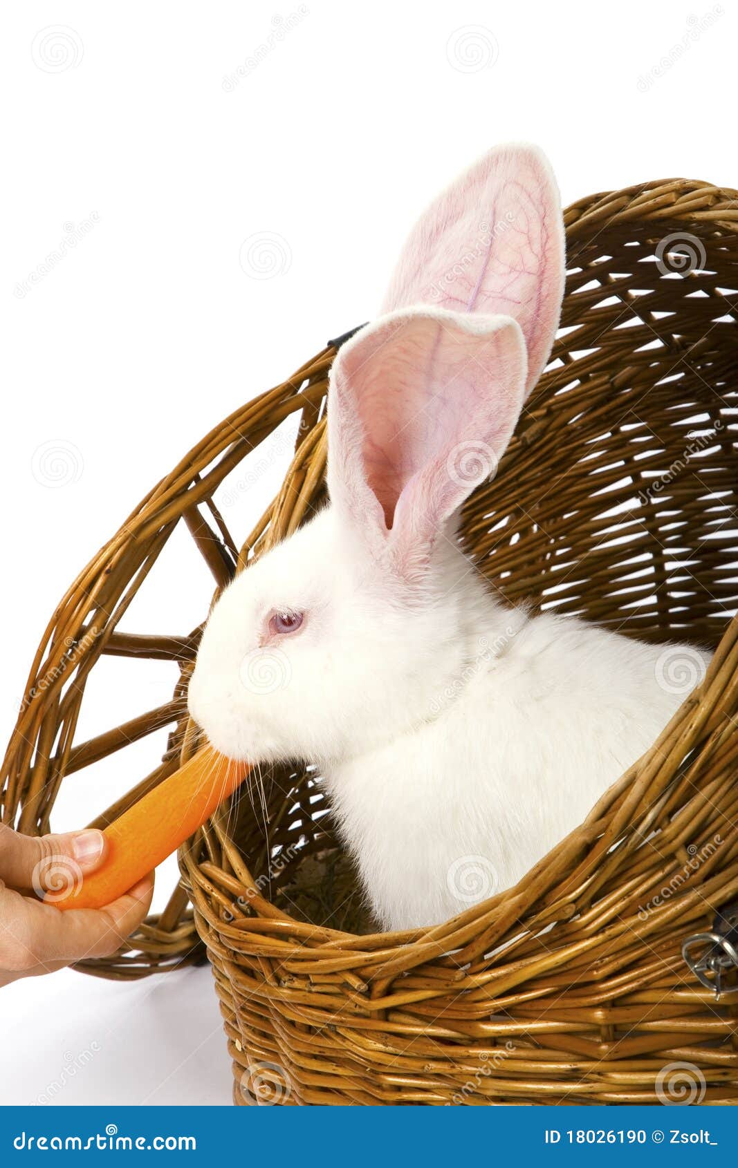 Red-eyed White Rabbit Eating Carrot in a Basket Stock Photo - Image of ...