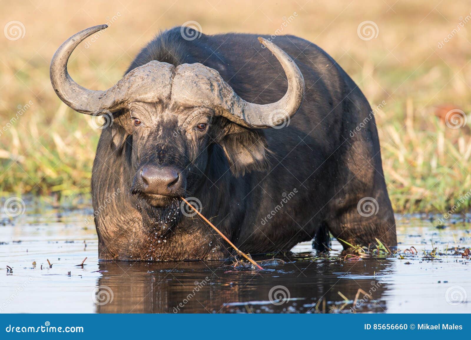 Red eyes of a cape buffalo stock photo. Image of buffalo - 85656660