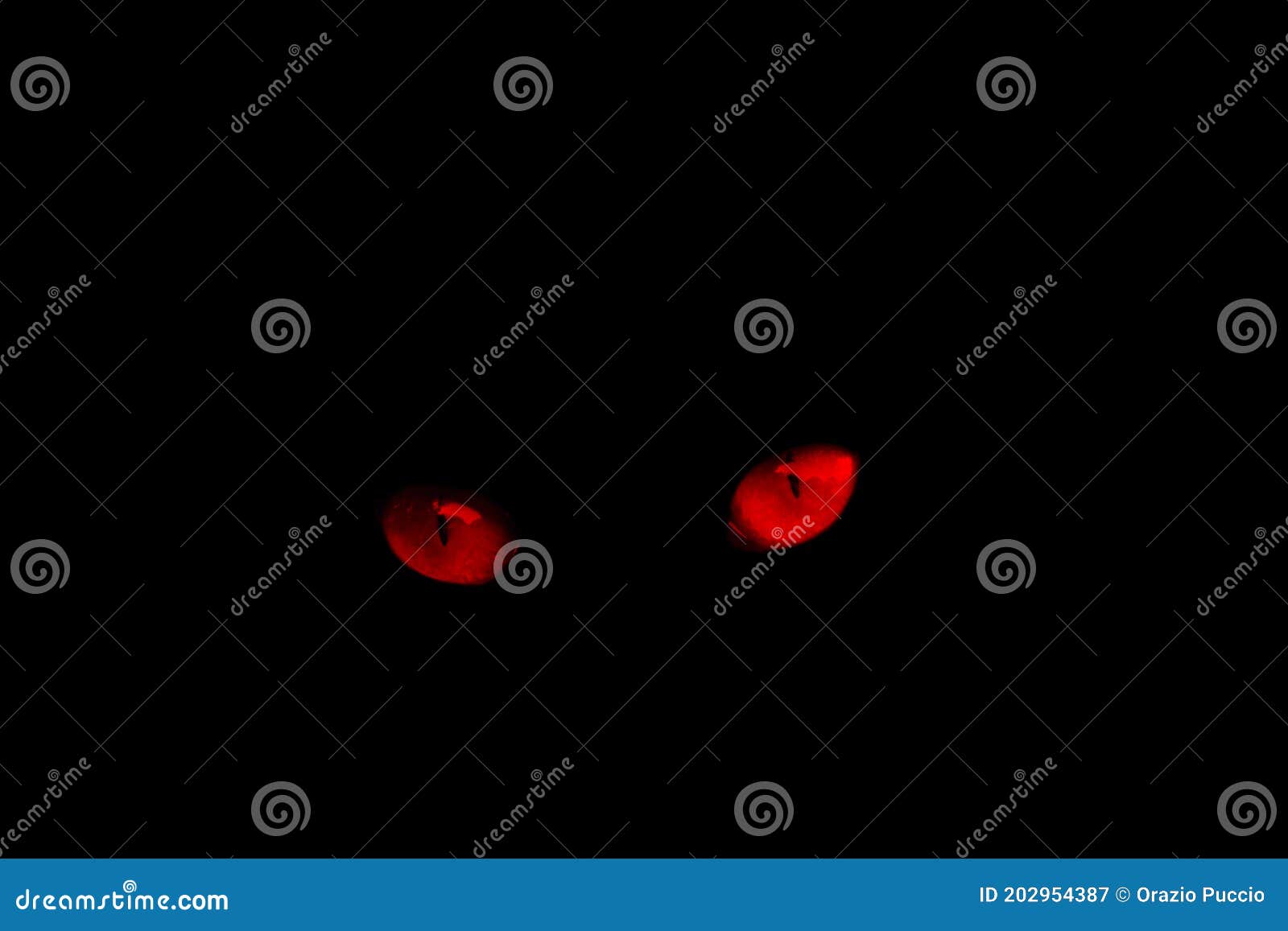 Red Eyes Of Cat On A Black Background.red Eye Effect Stock Image ...