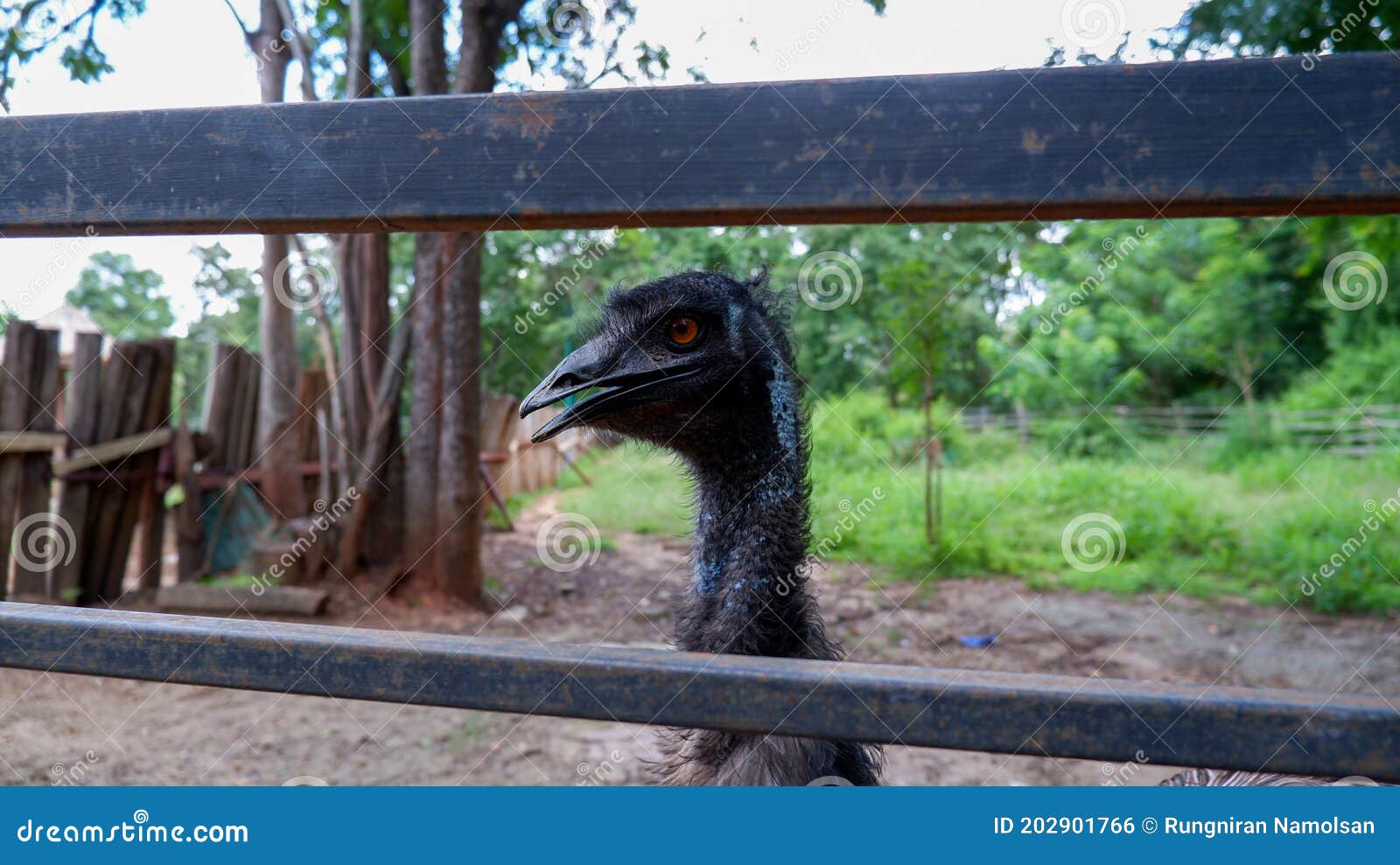 Red Eyes Emu stock photo. Image of animal, softfeathered - 202901766