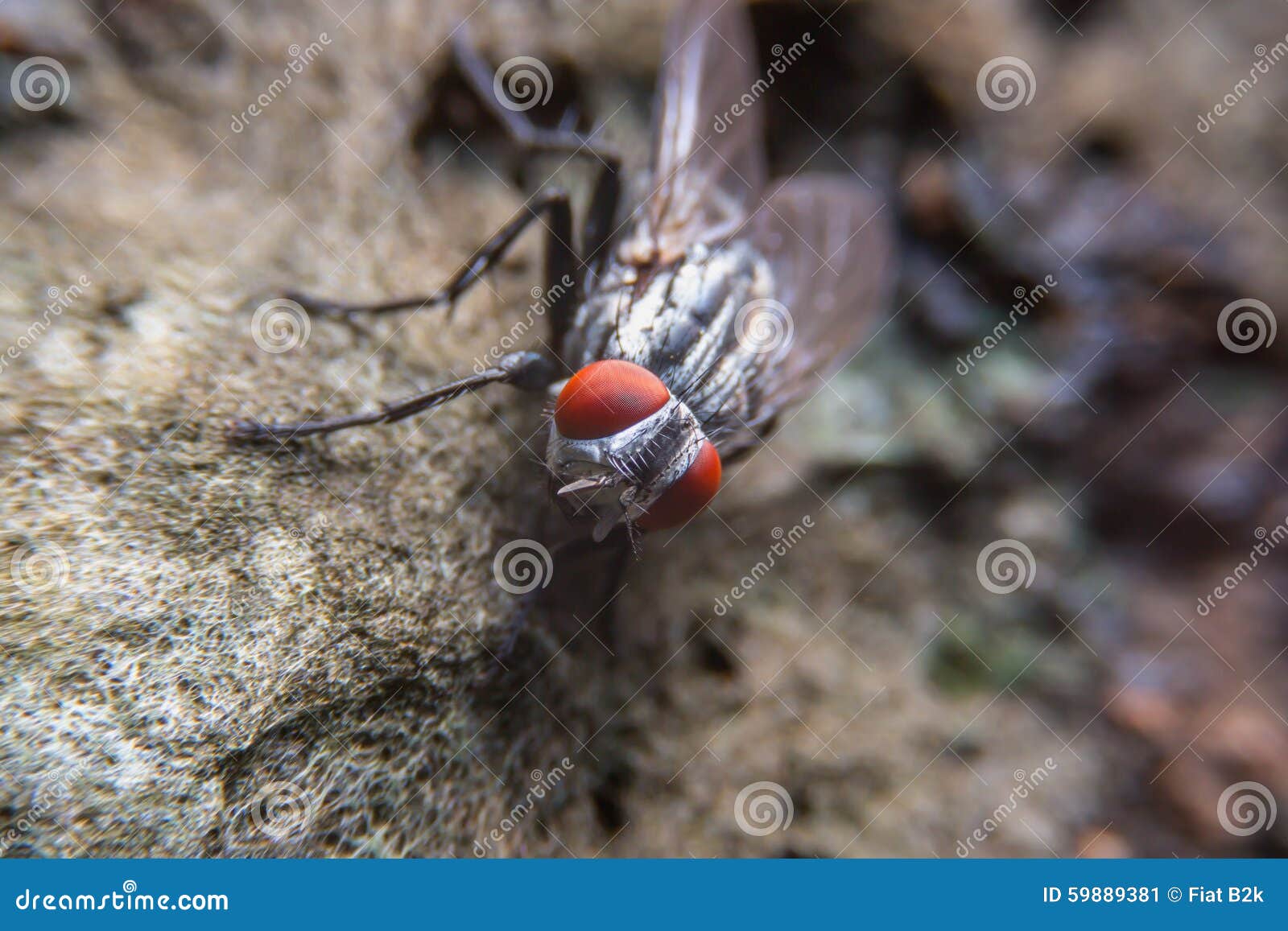 Red eyes fly. stock image. Image of outdoor, carnivorous - 59889381