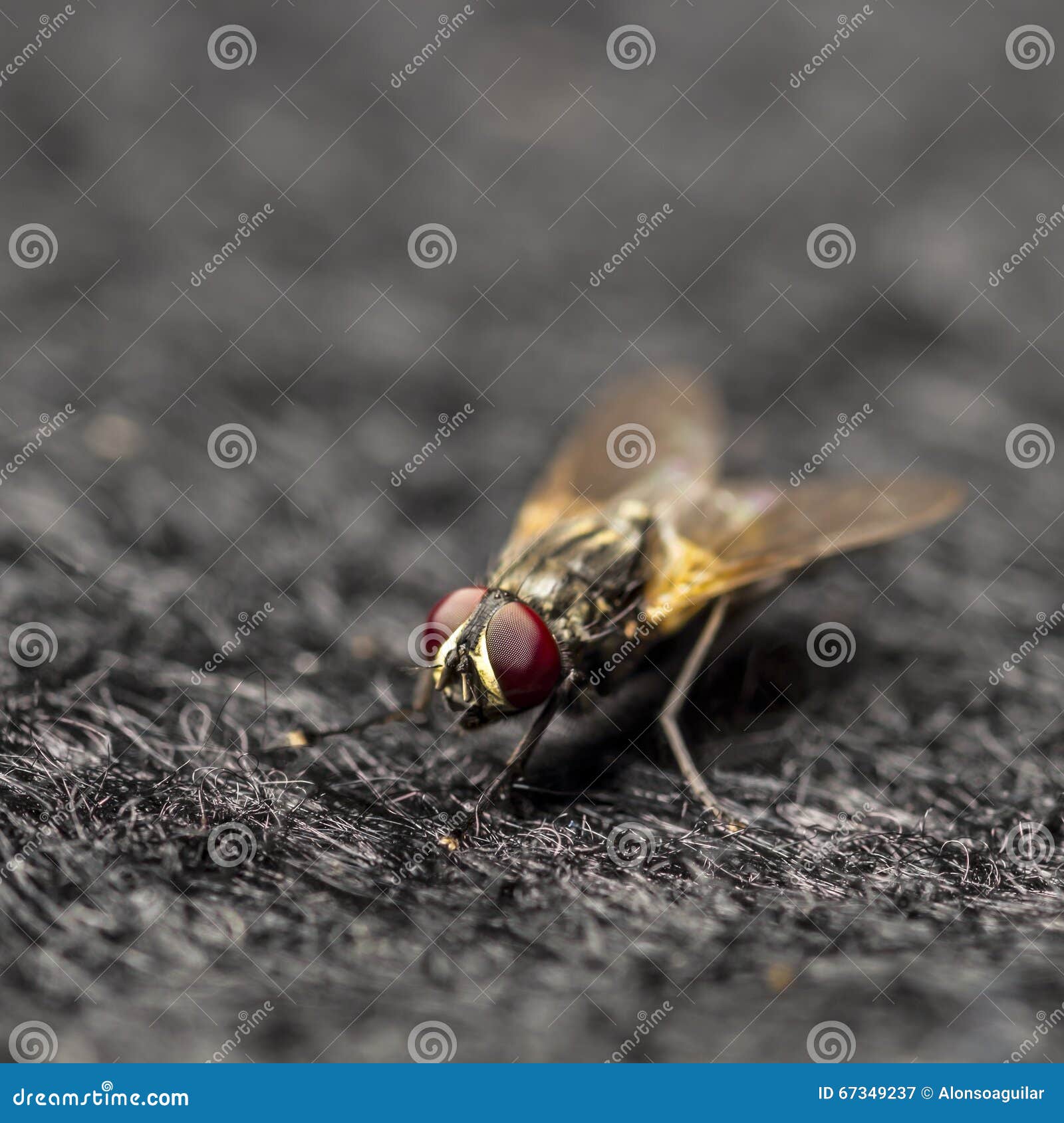 Red eyes of the fly stock image. Image of macro, insect - 67349237
