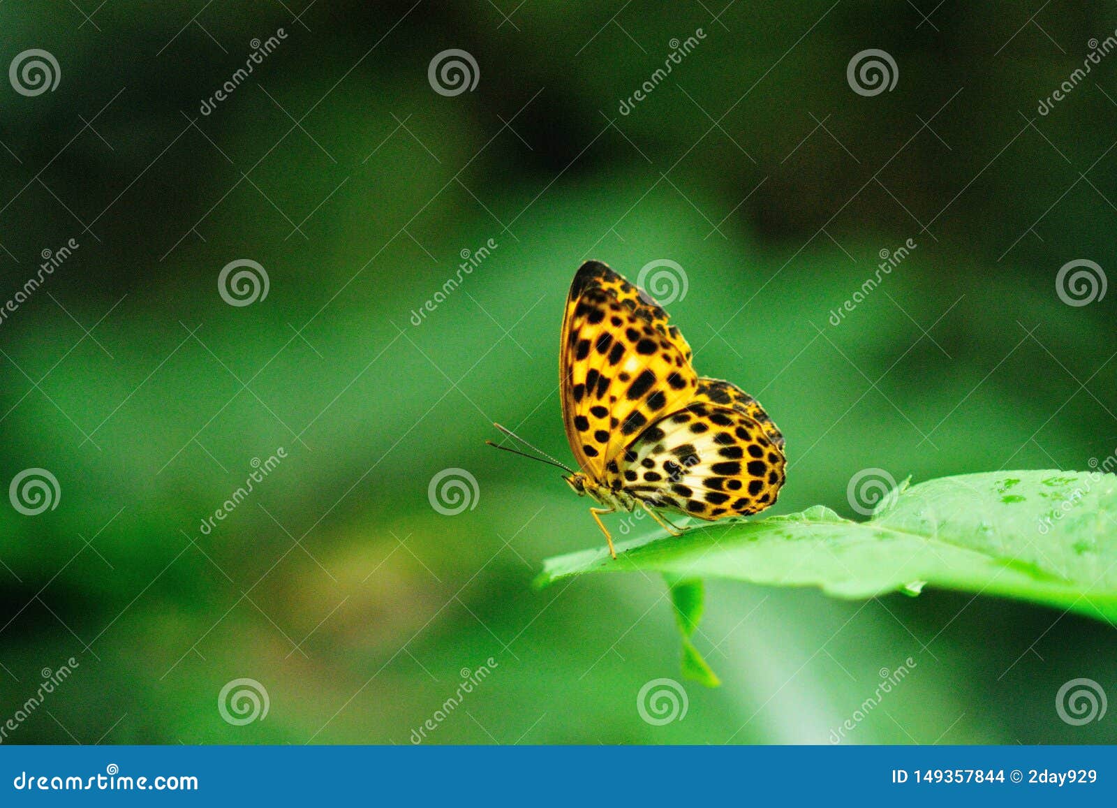666 Butterfly Location Photos - Free & Royalty-Free Stock Photos from ...