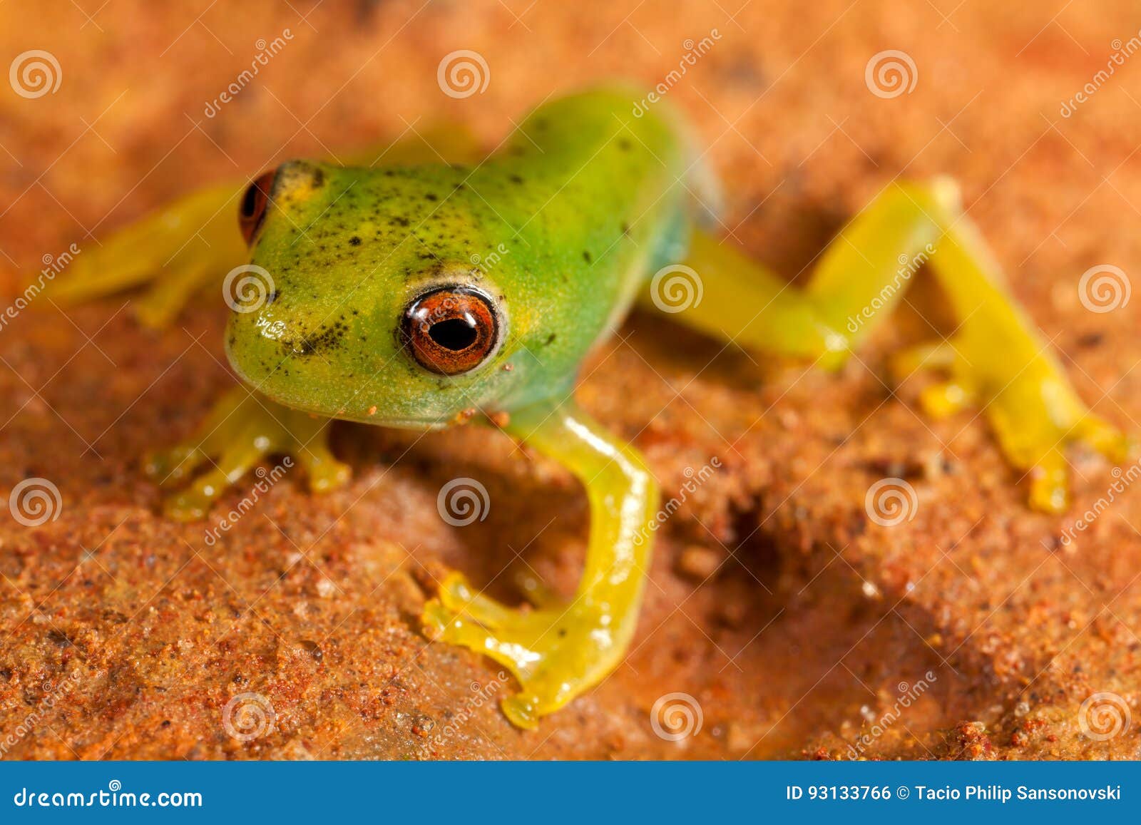 Red eyes green frog stock photo. Image of ground, soil - 93133766