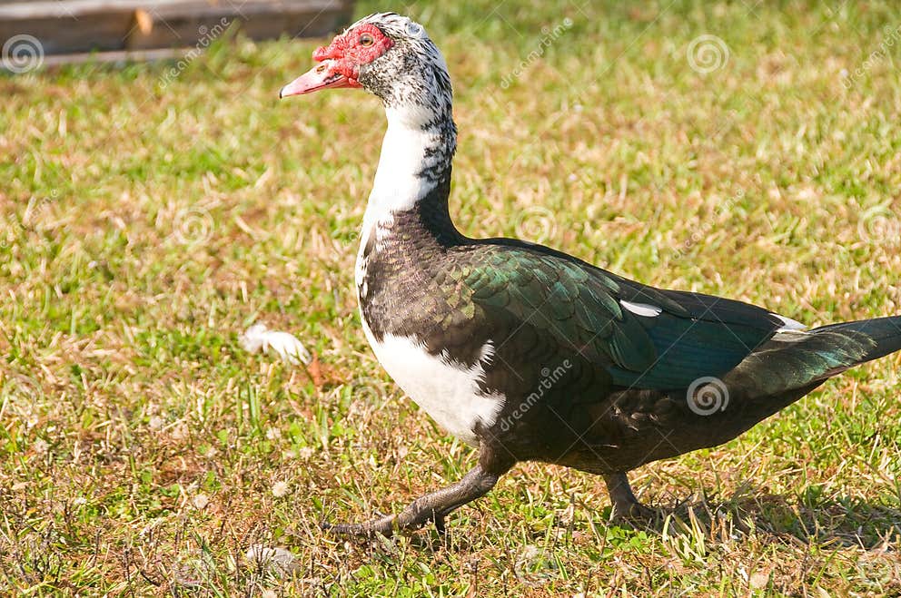 Red face duck. stock photo. Image of feathers, duck, wildlife - 7659222