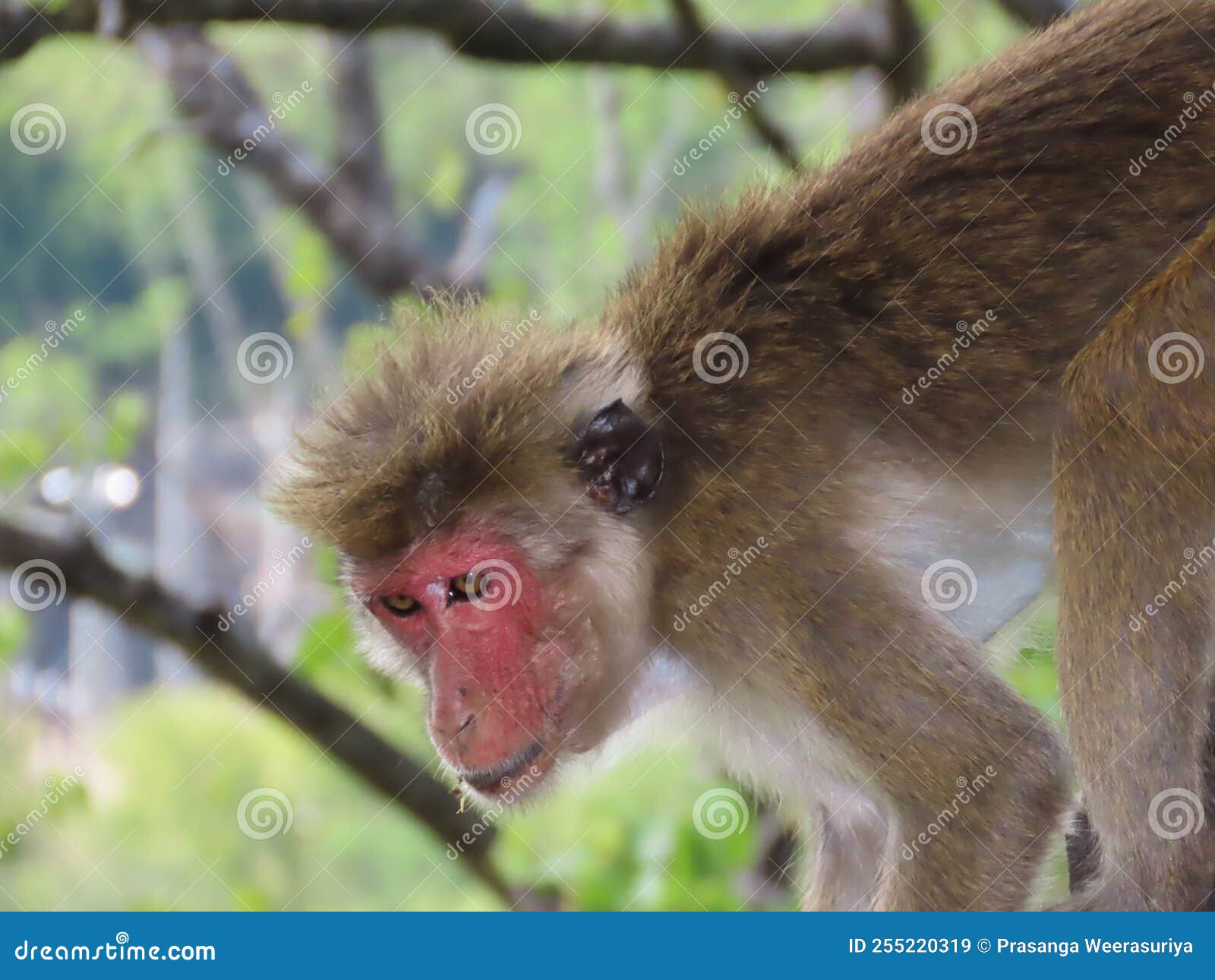 Red Face Monkey Looking and Start To Jump Stock Image - Image of green ...