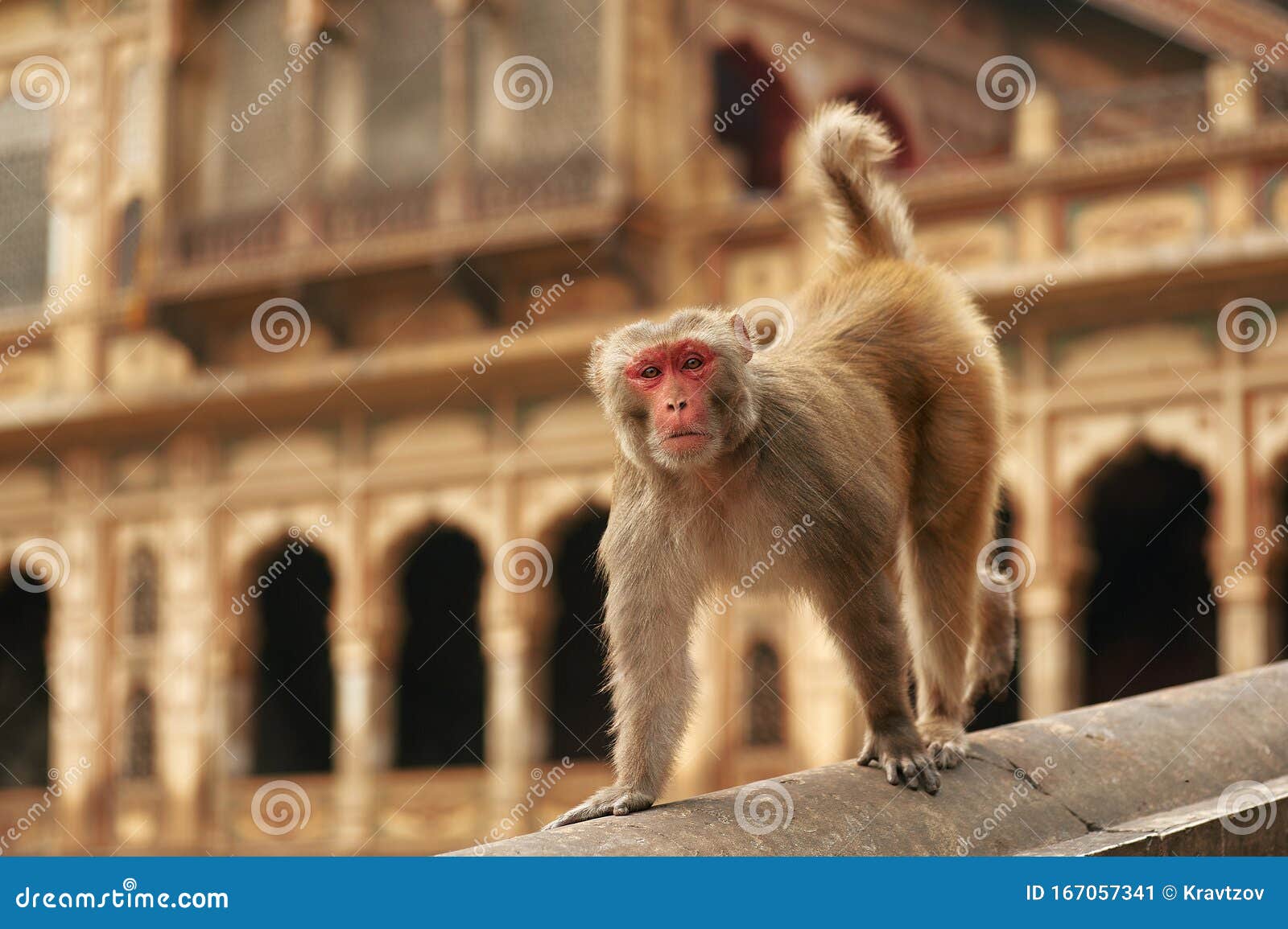 Red Face Monkey Walking in Monkey Temple. Macaque at Ancient Temple ...