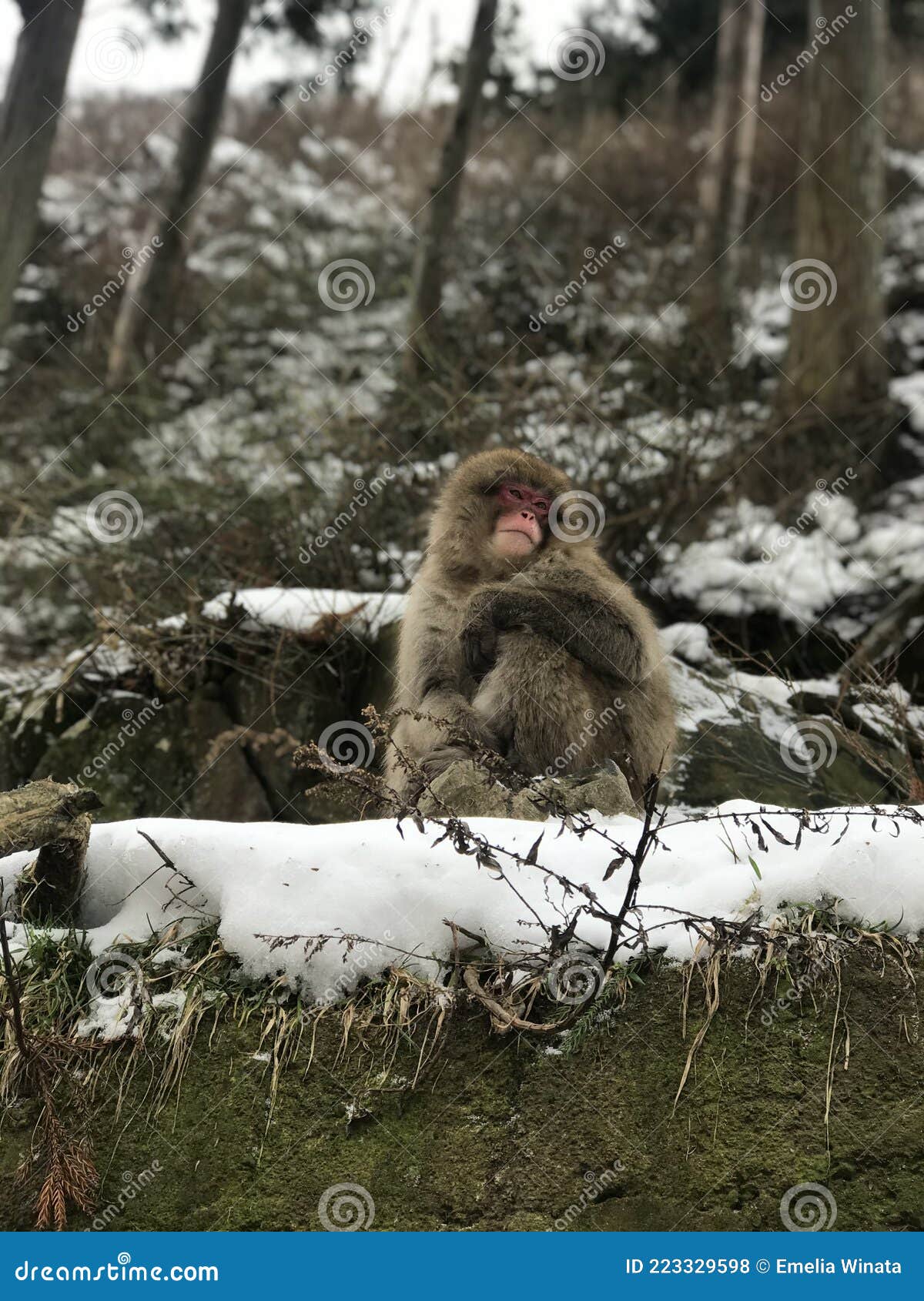 Red Face Monkey stock photo. Image of monkey, hotspring - 223329598