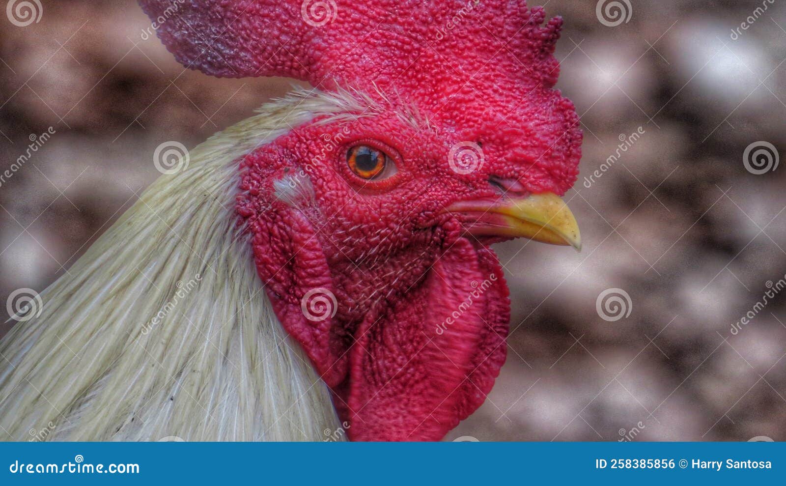 Red Face Rooster with Sharp Eyes and White Feathers Stock Photo - Image ...