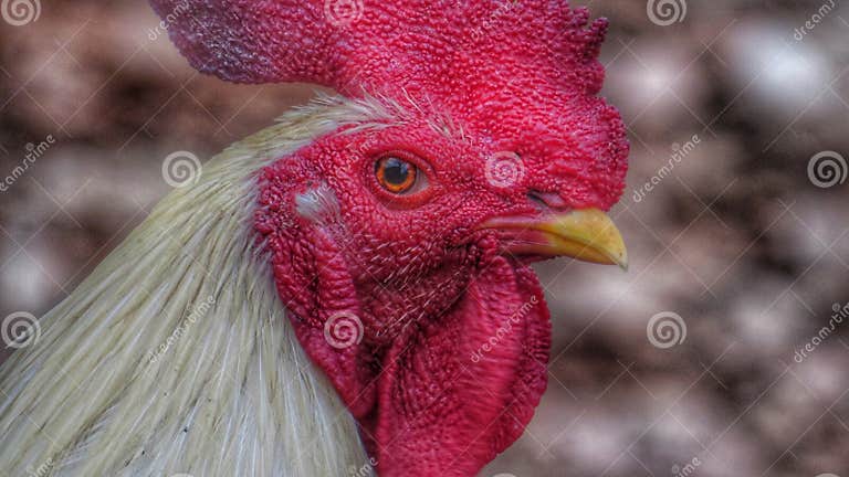 Red Face Rooster with Sharp Eyes and White Feathers Stock Photo - Image ...