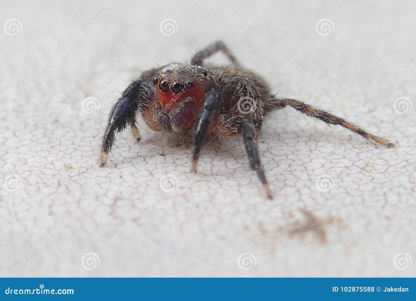 Red face spider on a table stock photo. Image of wildlife - 102875588