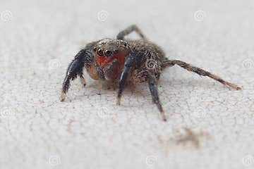Red face spider on a table stock photo. Image of wildlife - 102875588