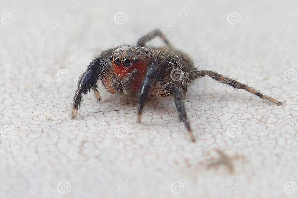 Red face spider on a table stock photo. Image of wildlife - 102875588