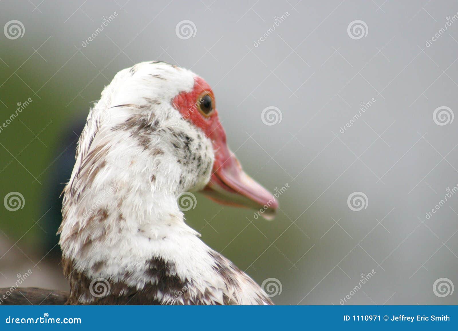 Red Faced Duck stock image. Image of swimming, faced, nature - 1110971