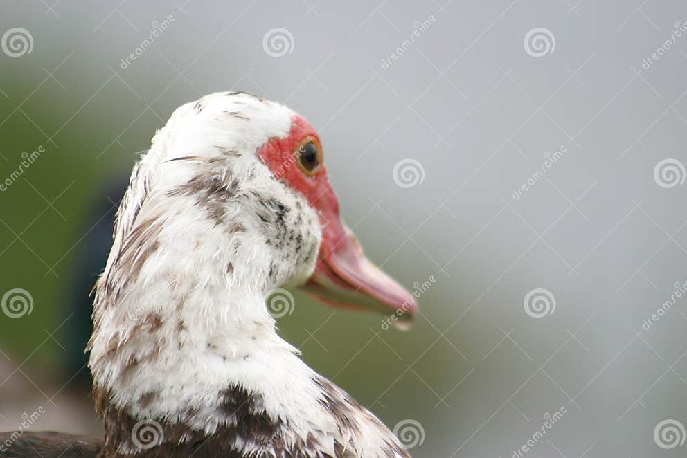 Red Faced Duck stock image. Image of swimming, faced, nature - 1110971