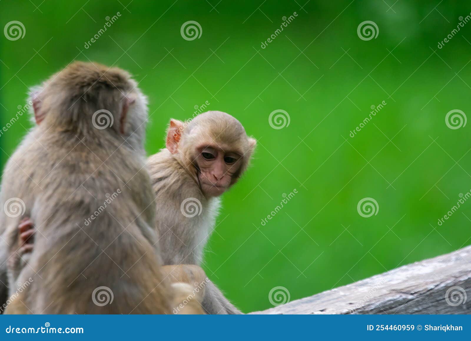 Red-faced Monkey or Rhesus Macaque Macaca Mulatta Pair Stock Image ...