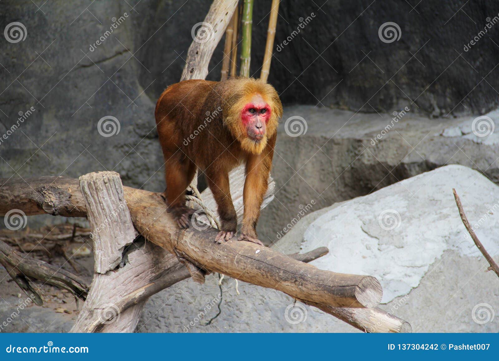 Red-faced Monkey Walks on the Aviary Stock Photo - Image of anthropoid ...