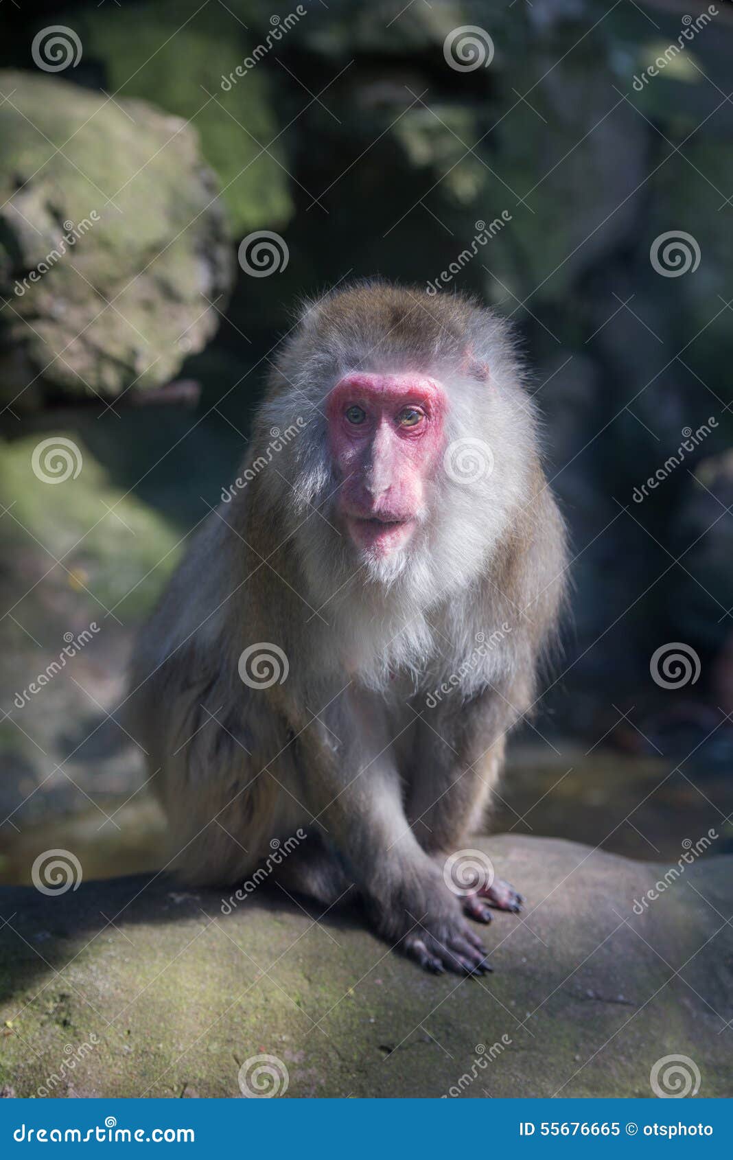 Red Faced Monkey in the Zoo Stock Image - Image of spring, faced: 55676665
